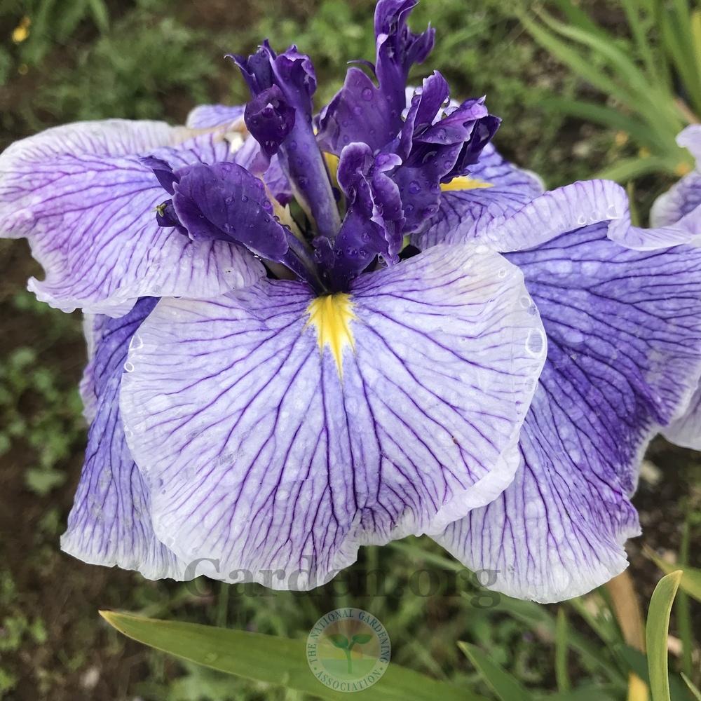 Japanese Iris (Iris ensata 'Center of Attention') in the Irises ...