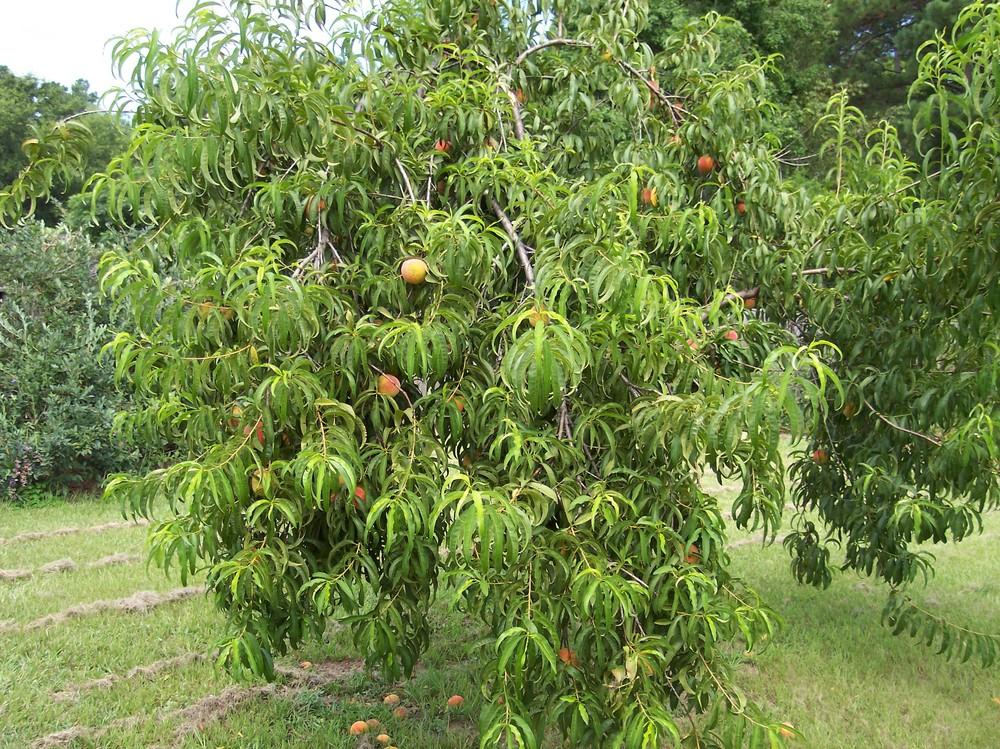 Fruit anyone. in the Vegetables and Fruit forum - Garden.org