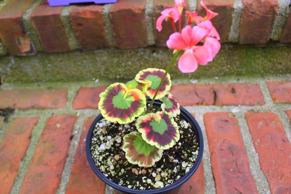 Pelargoniums: Plant Care and Collection of Varieties - Garden.org