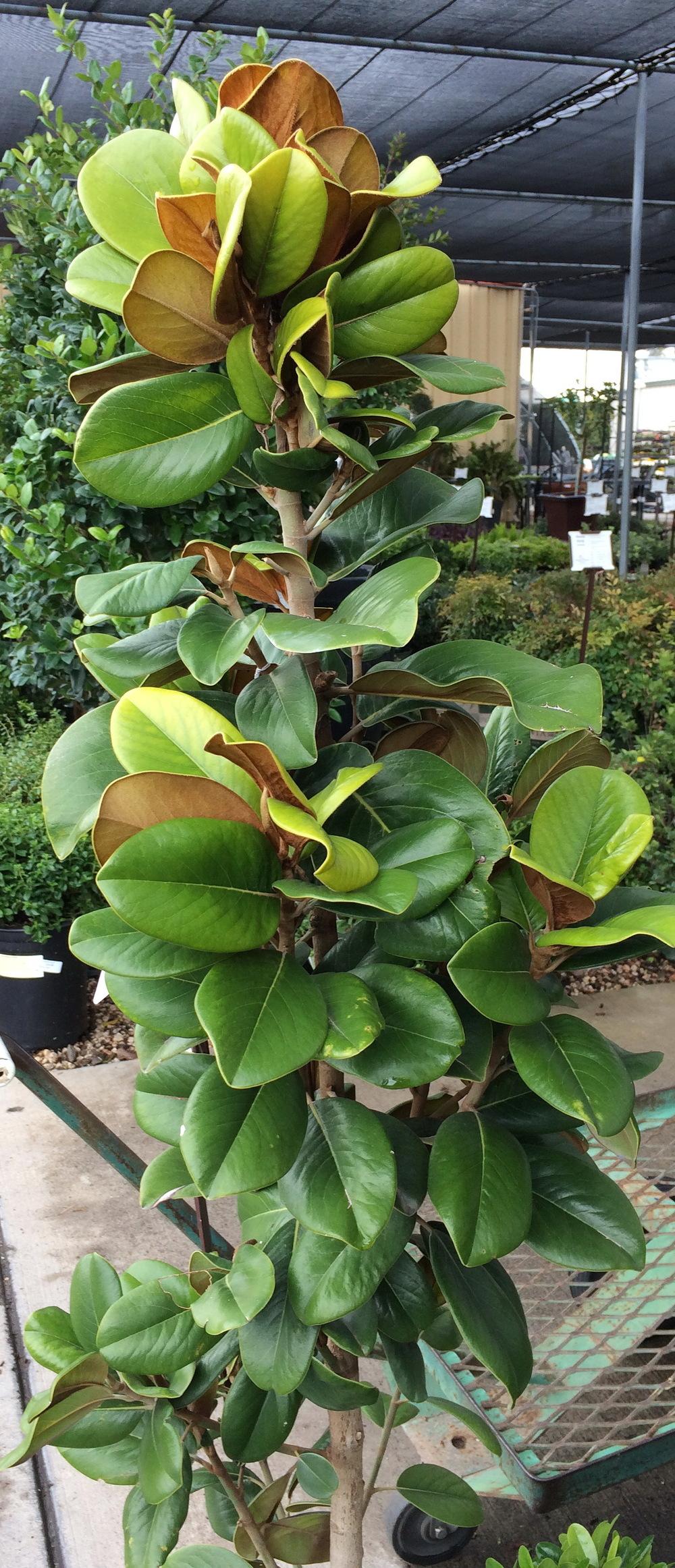 Dwarf Southern Magnolia (Magnolia grandiflora Teddy Bear®) in the ...