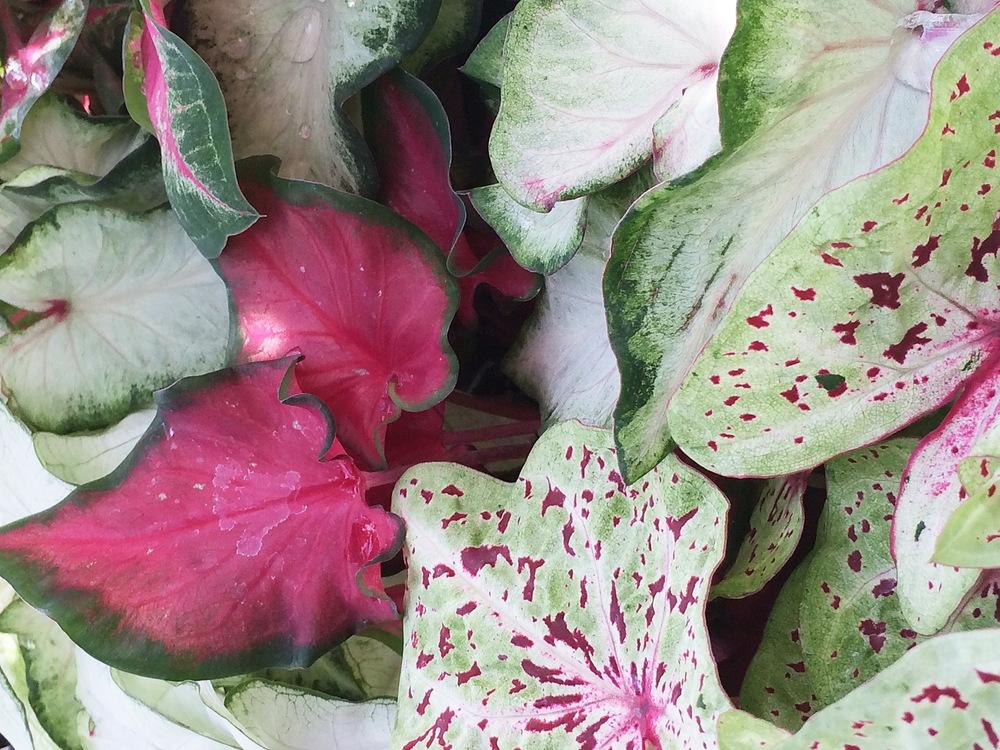 Caladiums: Plant Care and Collection of Varieties - Garden.org