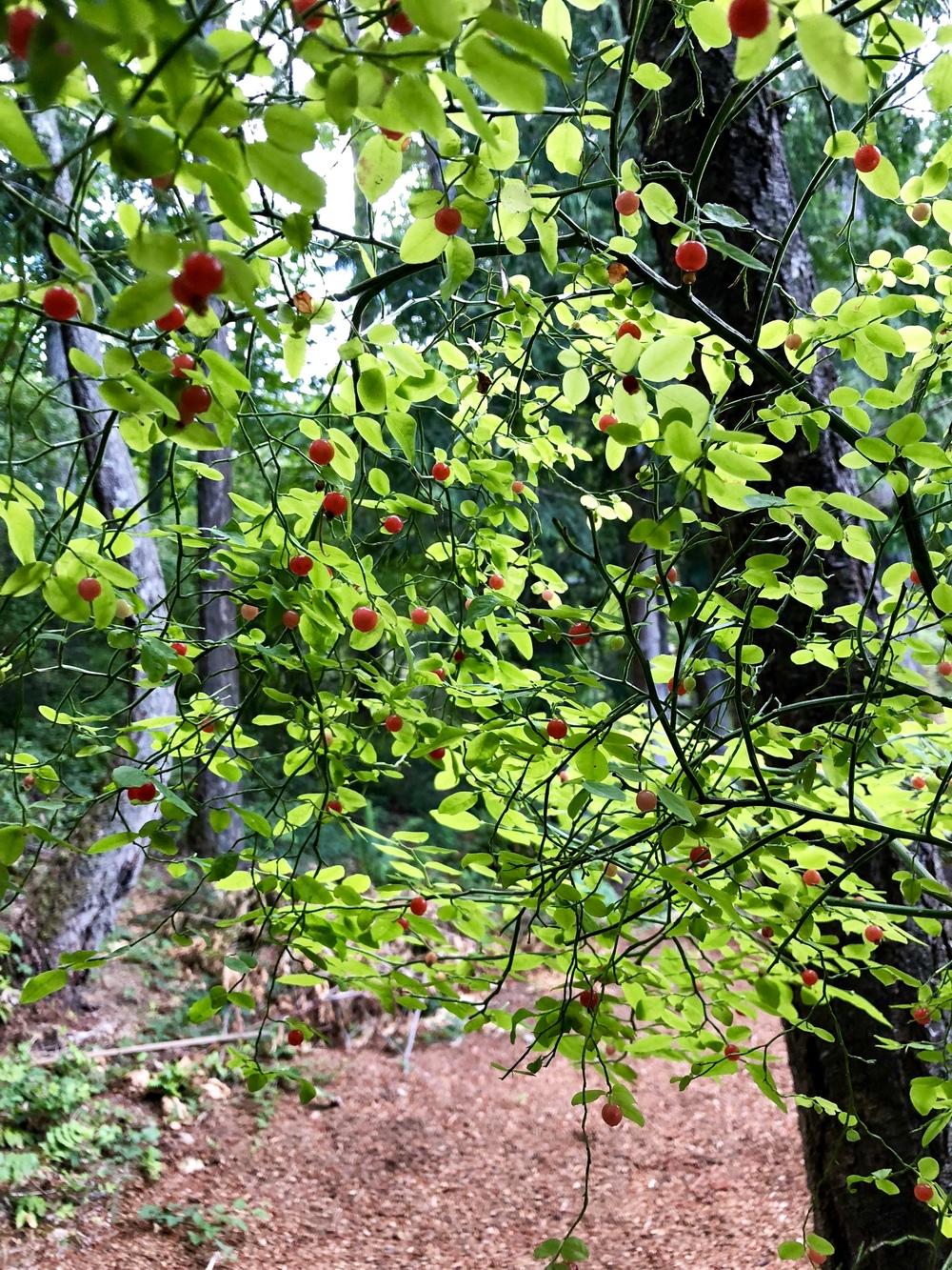 Red Huckleberry Plant