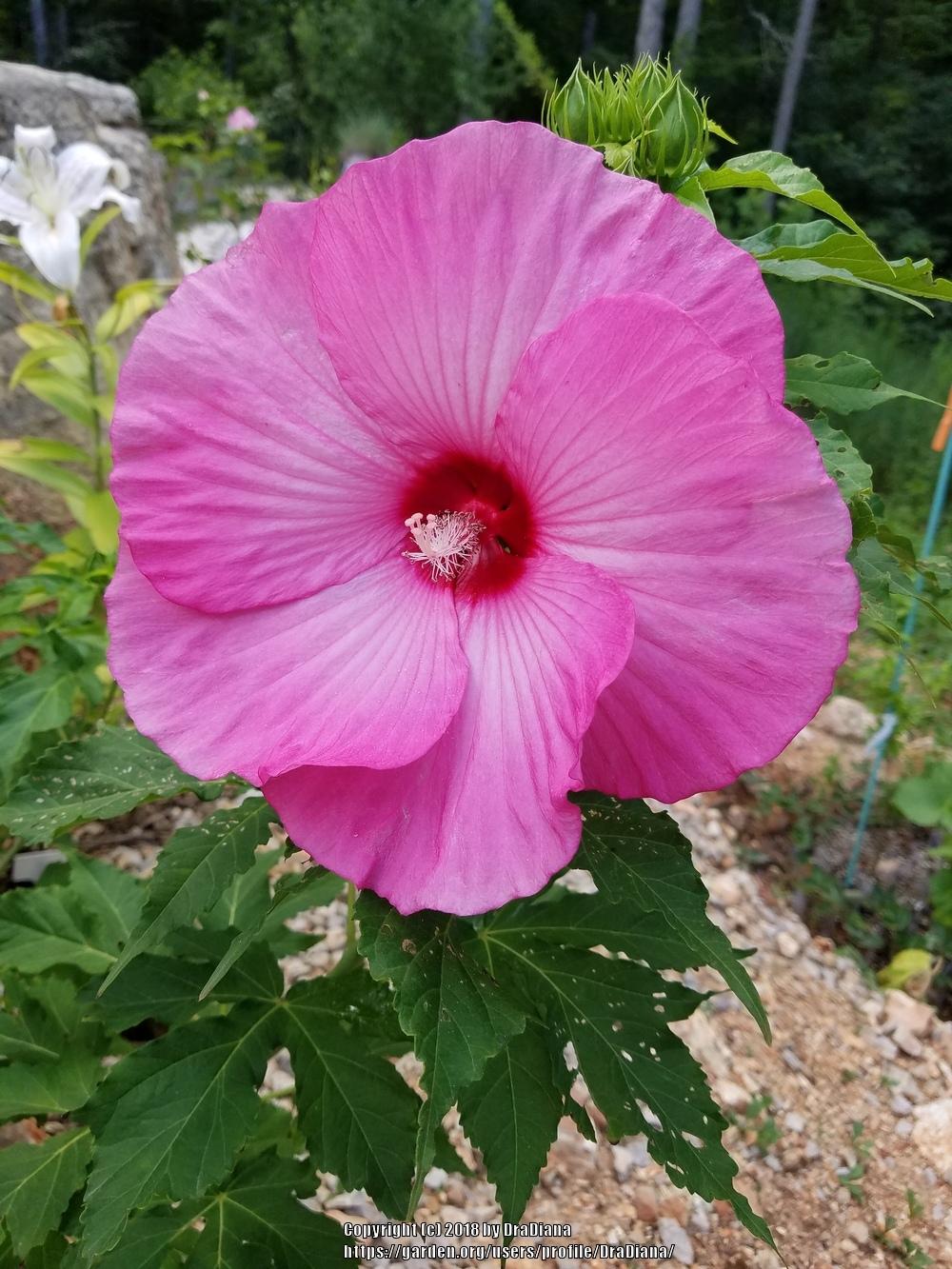 Hardy Hibiscuses: Plant Care and Collection of Varieties - Garden.org