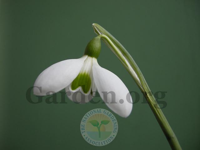 Photo of the bloom of Snowdrop (Galanthus 'Amy Jade') posted by ...