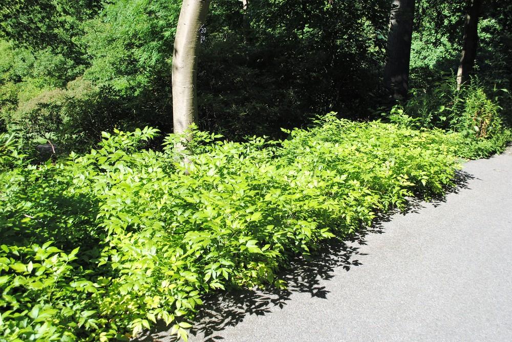 Photo of the entire plant of Yellowroot (Xanthorhiza simplicissima ...