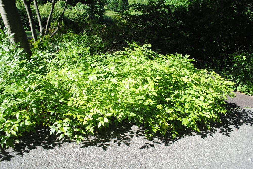 Photo of the entire plant of Yellowroot (Xanthorhiza simplicissima ...