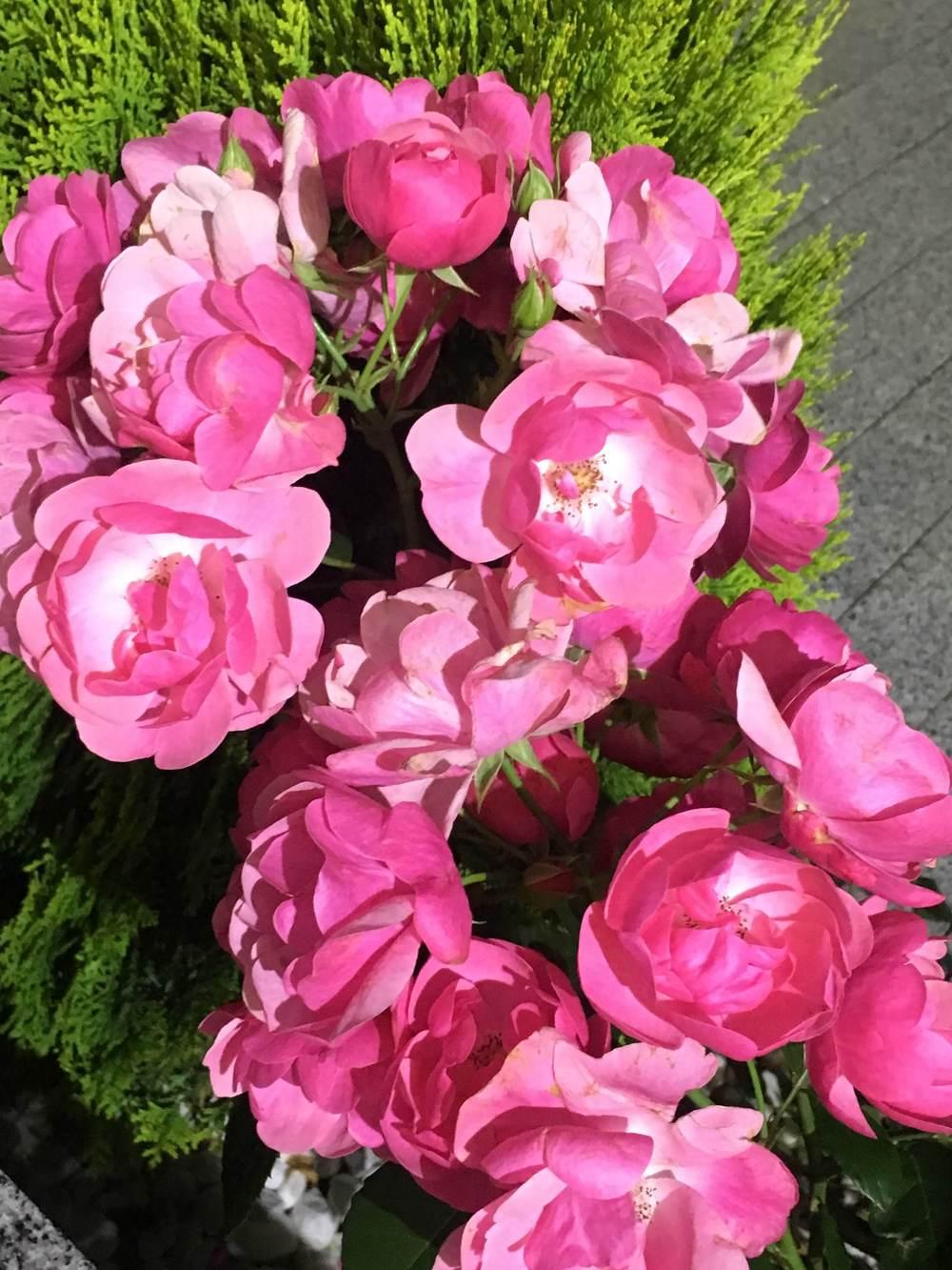 Rose (Rosa 'Angela') in the Roses Database - Garden.org