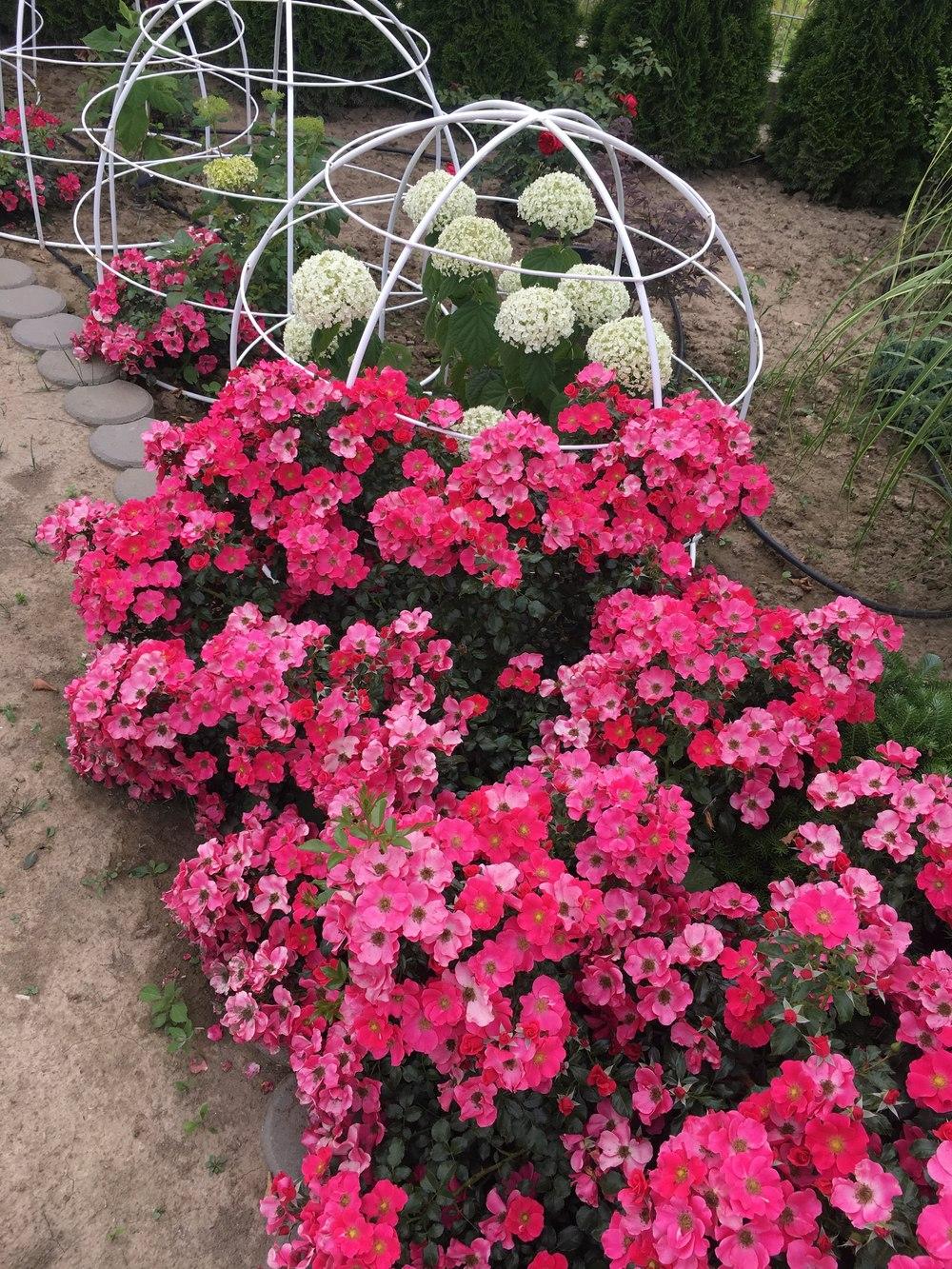 Photo of the bloom of Rose (Rosa 'Stadt Rom') posted by MuseumUA ...