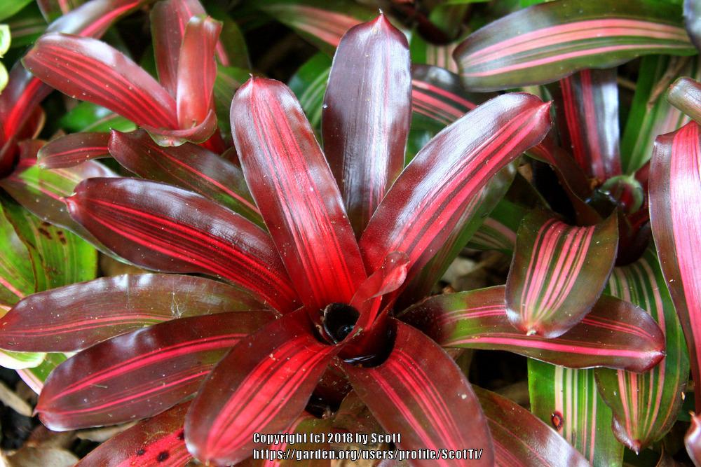Photo of the entire plant of Bromeliad (Neoregelia 'Zoe') posted by ...