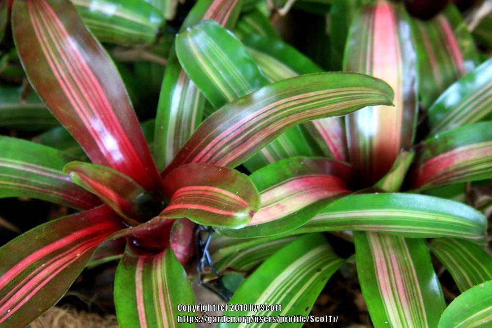 Photo of the entire plant of Bromeliad (Neoregelia 'Zoe') posted by ...
