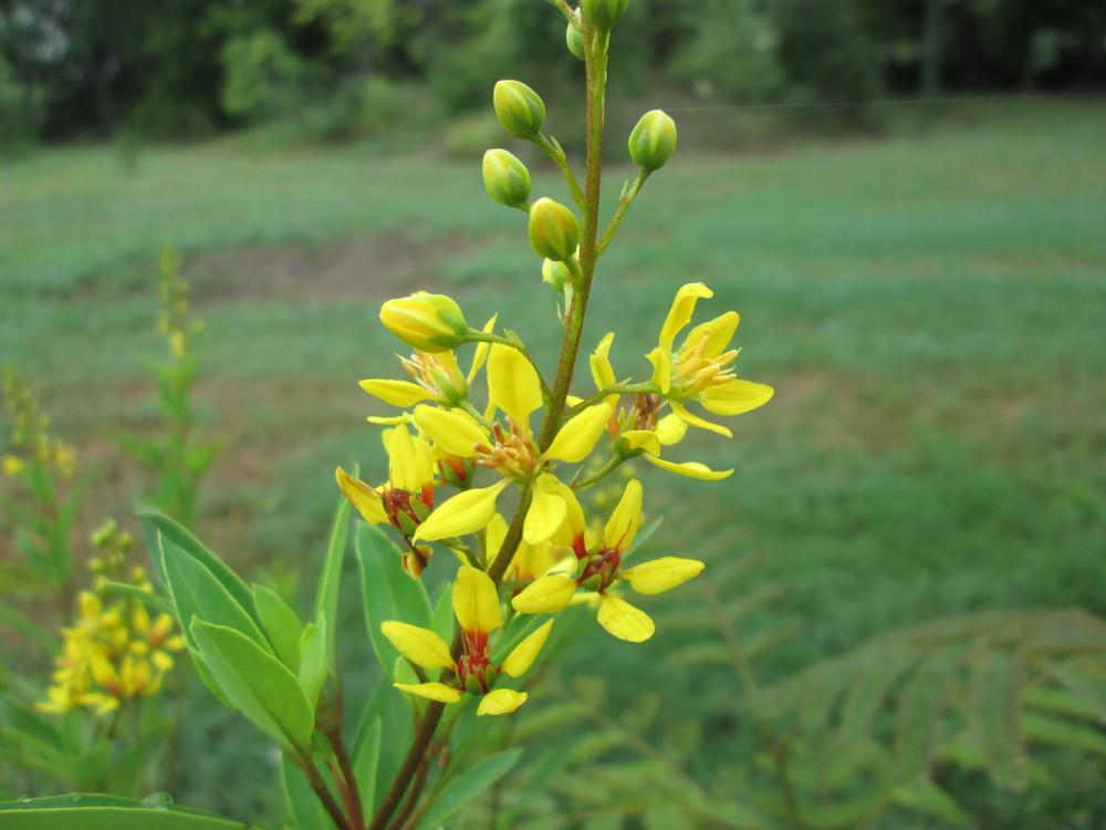 Photo of the bloom of Golden Thryallis (Galphimia glauca) posted by ...