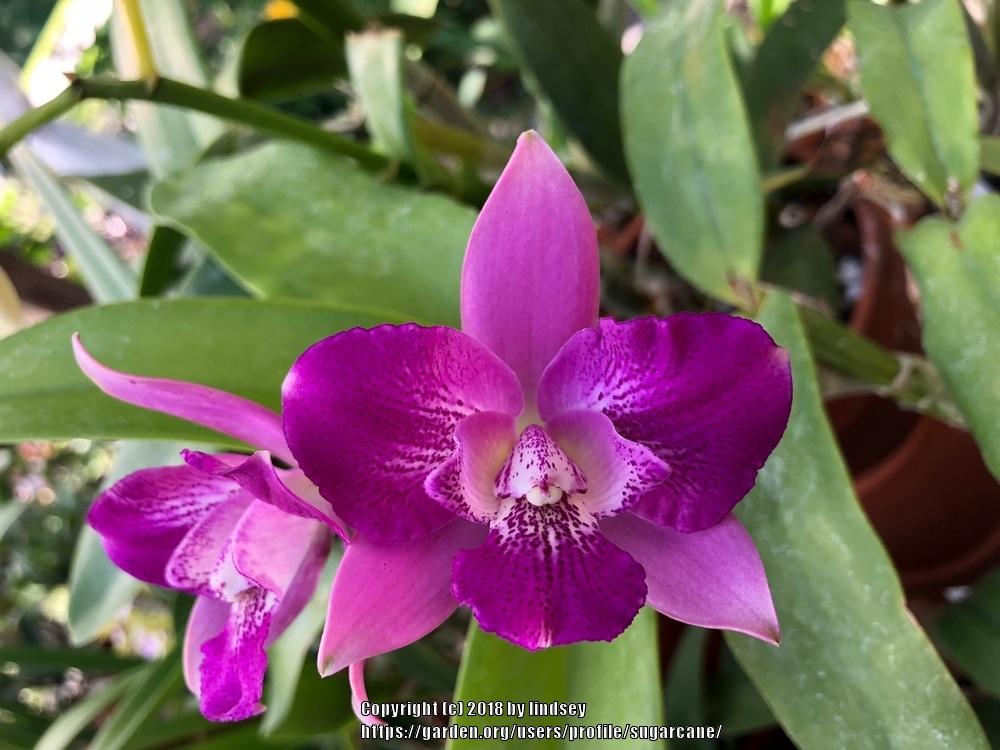 Photo of the bloom of Orchid (Caulocattleya SunCoast Tiger Chant ...