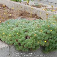 Silver Cotula (Cotula hispida) - Garden.org