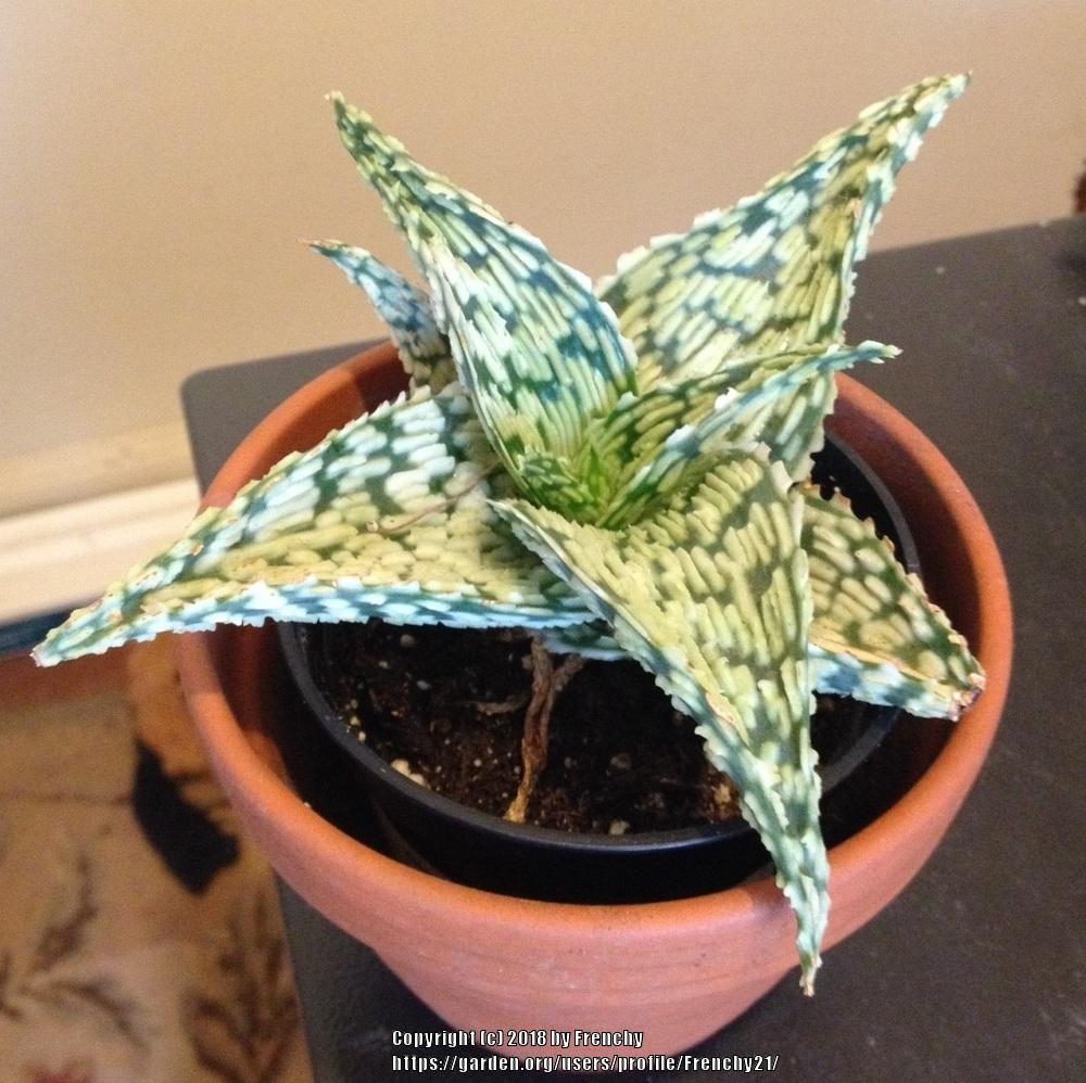 Aloe 'Delta Lights' in the Aloes Database - Garden.org