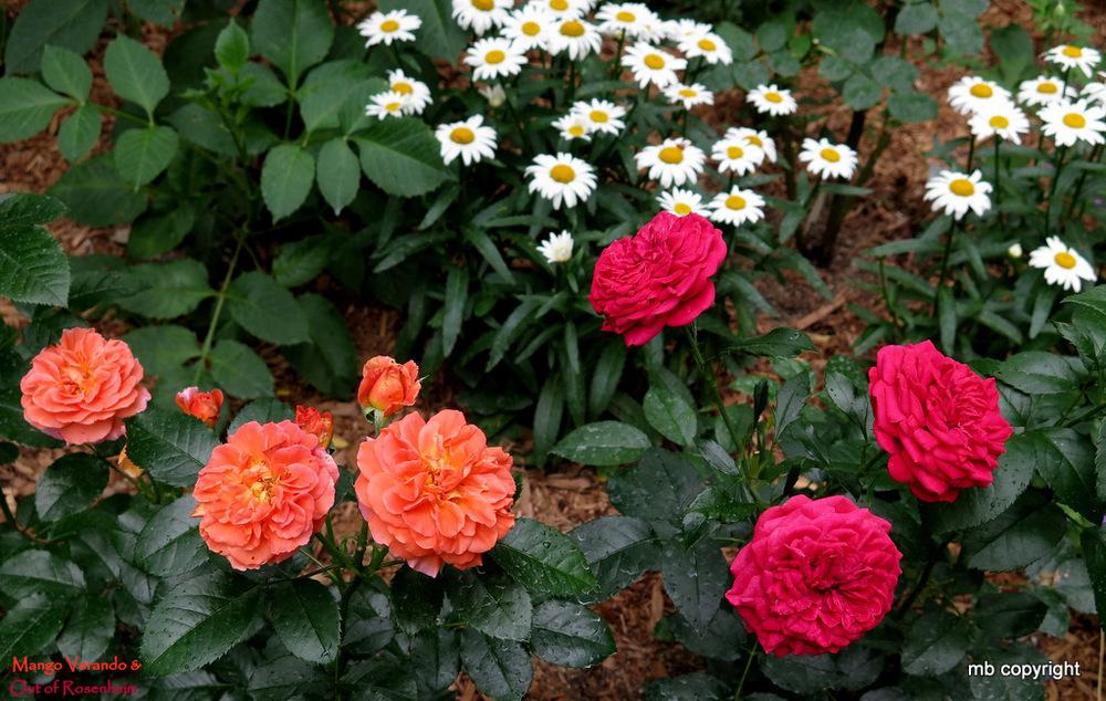 Photo of the bloom of Rose (Rosa 'Mango Veranda') posted by MargieNY ...