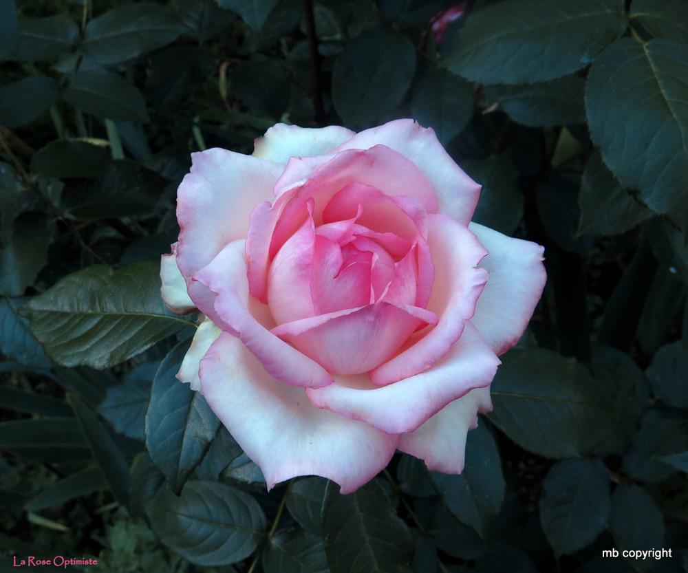 Rose (Rosa 'La Rose Optimiste') in the Roses Database - Garden.org