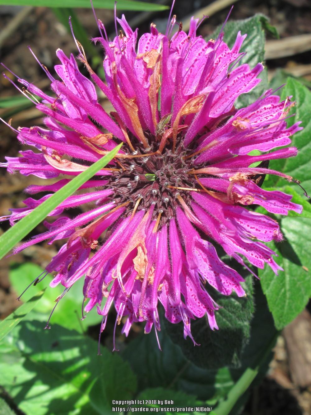 Bee Balm (Monarda 'Leading Lady Plum') in the Bee Balms Database ...