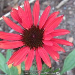 Dwarf Coneflower (Echinacea Prima™ Ruby) in the Coneflowers Database ...