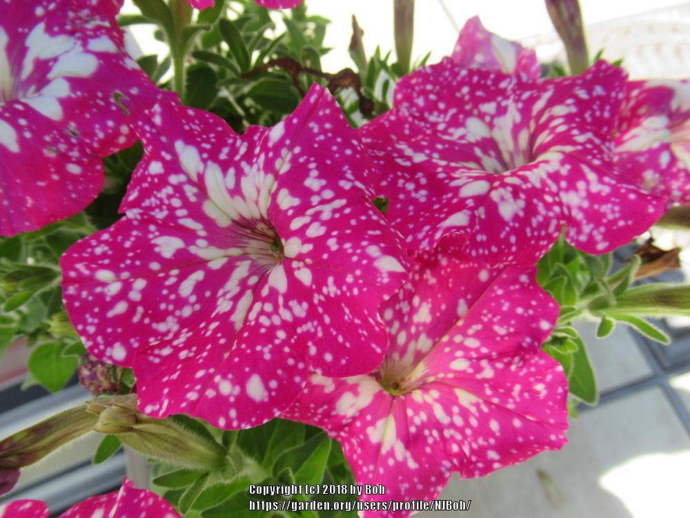 Petunias: Plant Care and Collection of Varieties - Garden.org