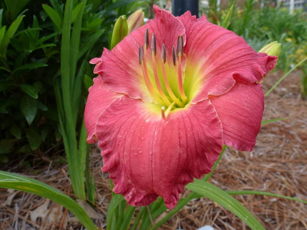 Daylily (Hemerocallis 'Indy Raspberry Parfait') in the Daylilies ...