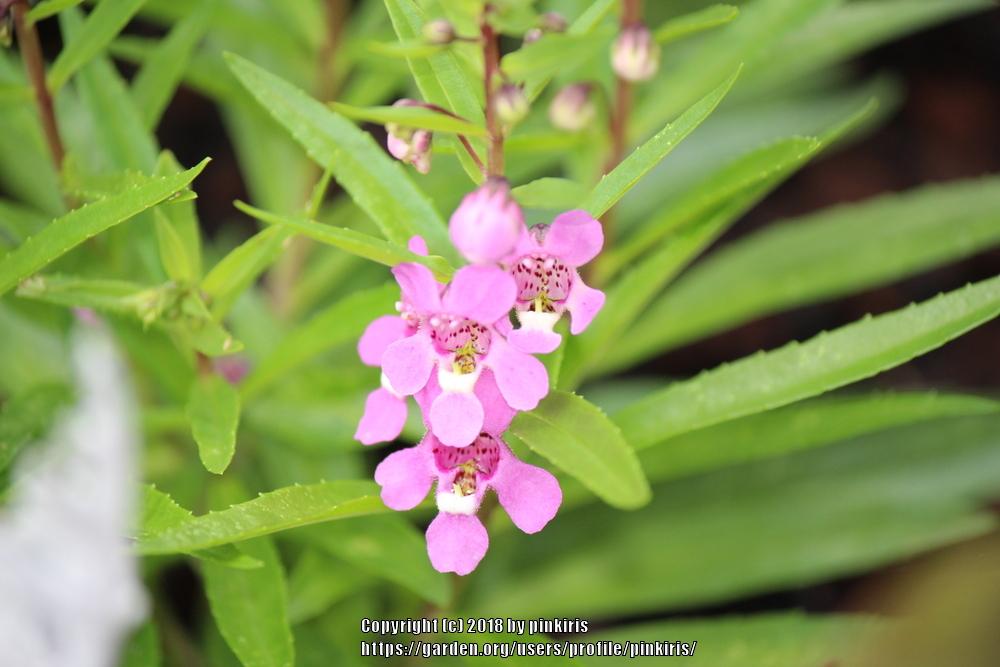 Angelonia (Angelonia angustifolia Serenita™ Raspberry) - Garden.org