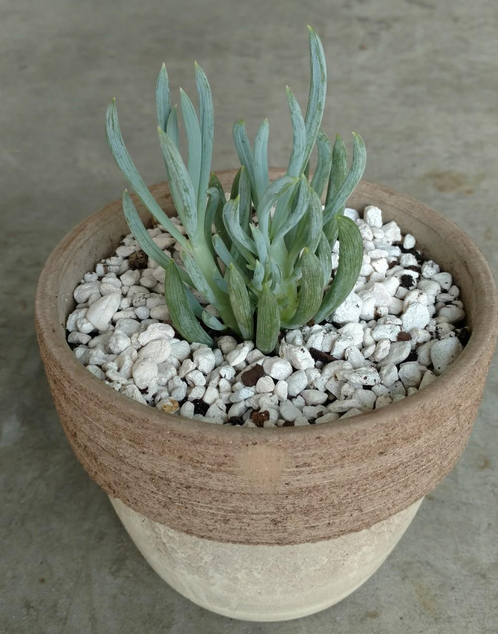 Blue Fingers (Curio crassulifolius) - Garden.org