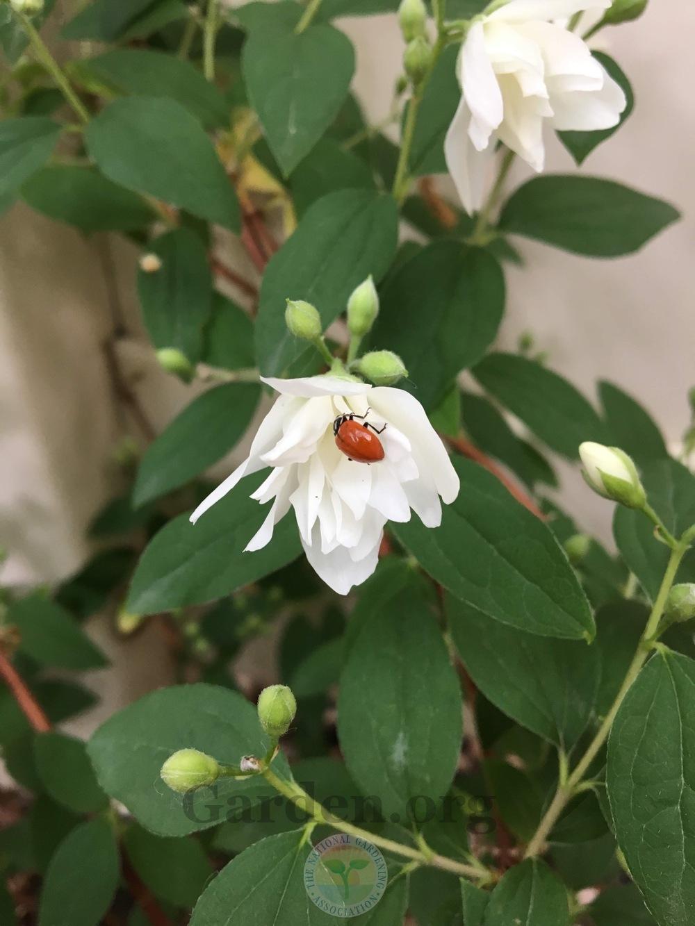 Mock Oranges: Plant Care and Collection of Varieties - Garden.org