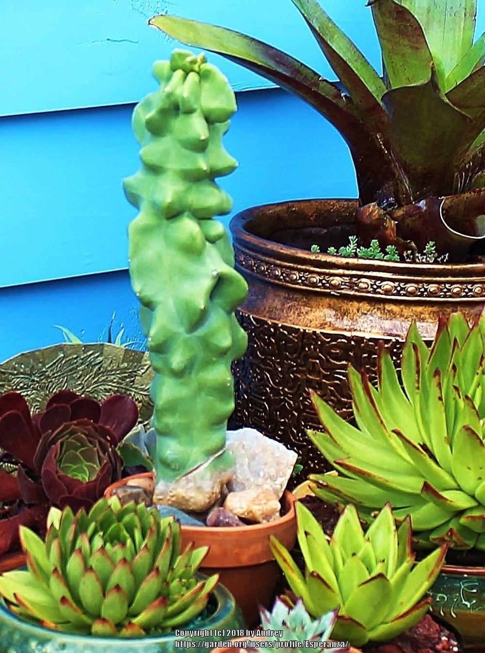 Photo of the entire plant of Totem Pole Cactus (Pachycereus schottii ...
