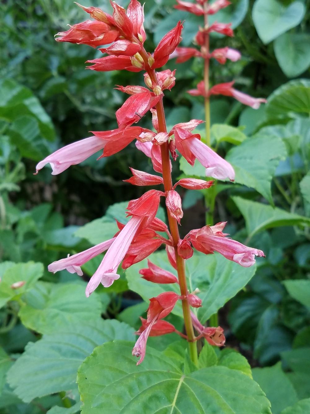 Salvia splendens 'Red Lighthouse' in the Agastache and Salvias forum ...