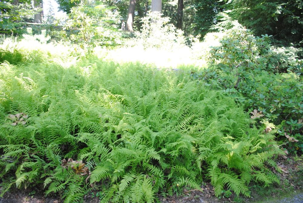 New York Fern (Amauropelta noveboracensis) - Garden.org