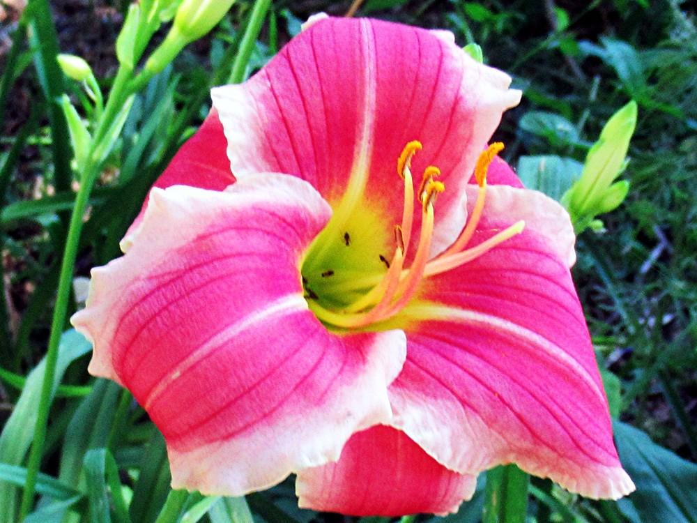 Photo of the bloom of Daylily (Hemerocallis 'Raspberry Swirl') posted ...