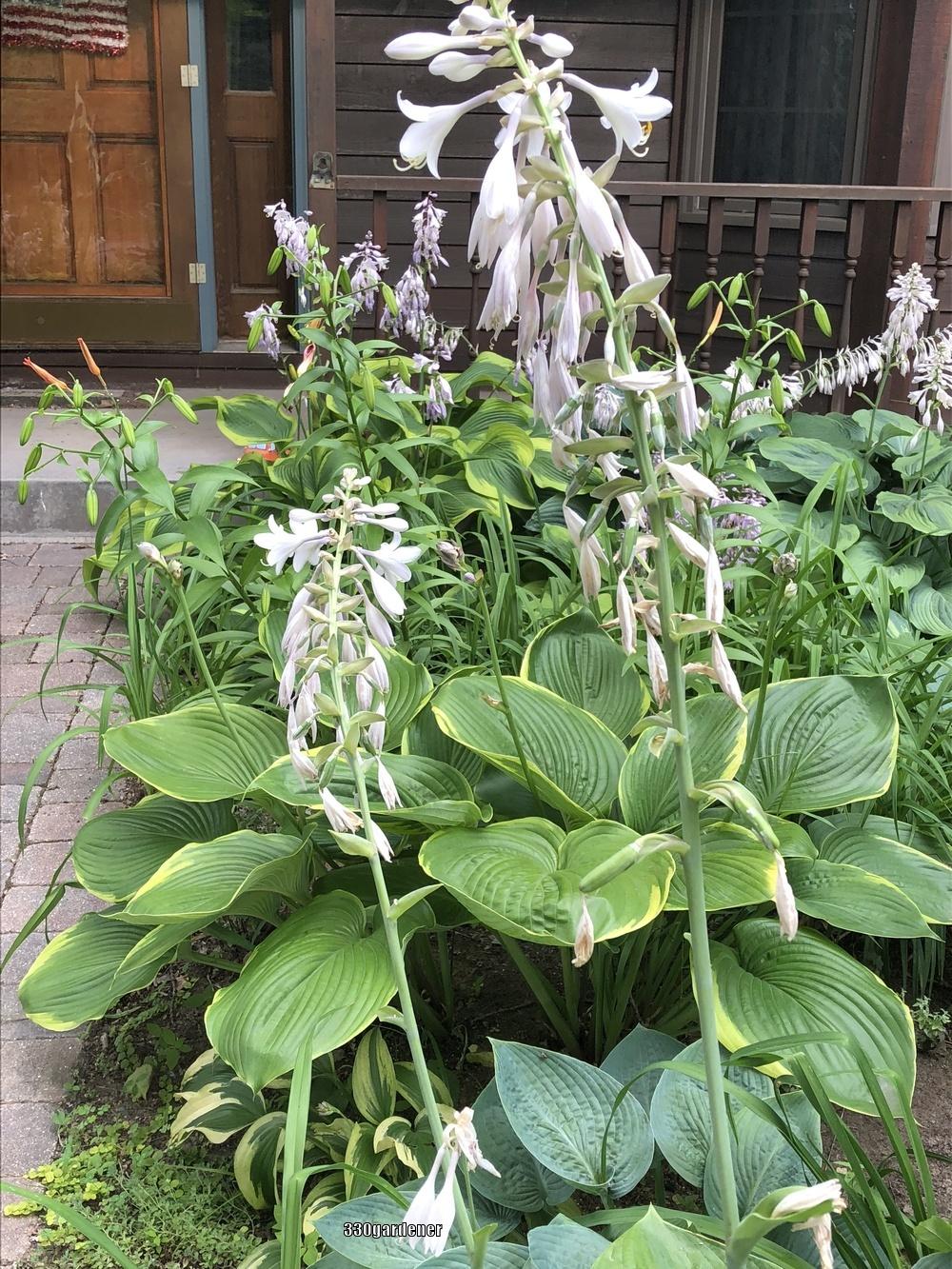 Tall Scapes in the Hostas forum - Garden.org