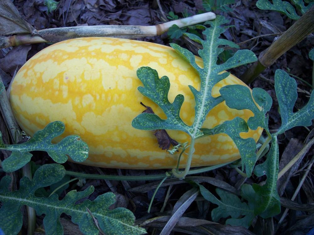 Watermelons: Plant Care and Collection of Varieties - Garden.org