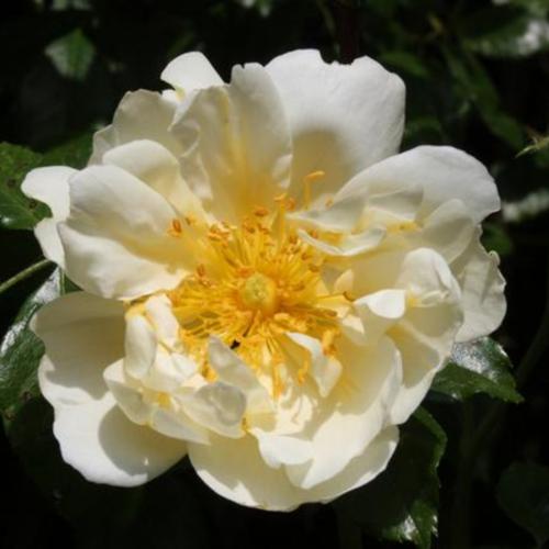 Rose (Rosa 'City of York') in the Roses Database - Garden.org