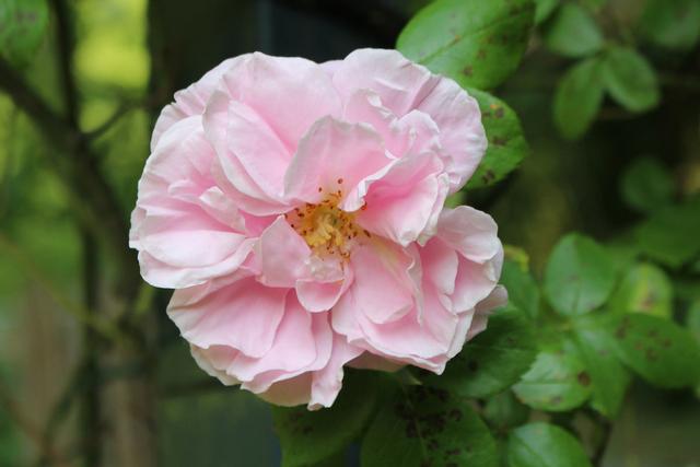 Rose (Rosa 'Gerbe Rose') in the Roses Database - Garden.org