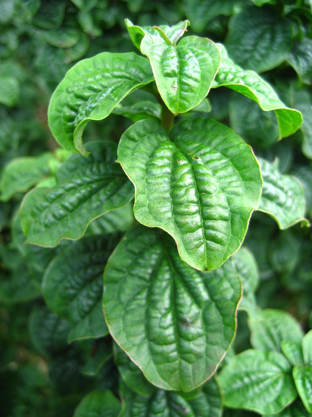 Dogwood (Cornus sanguinea 'Compressa') in the Dogwoods Database ...