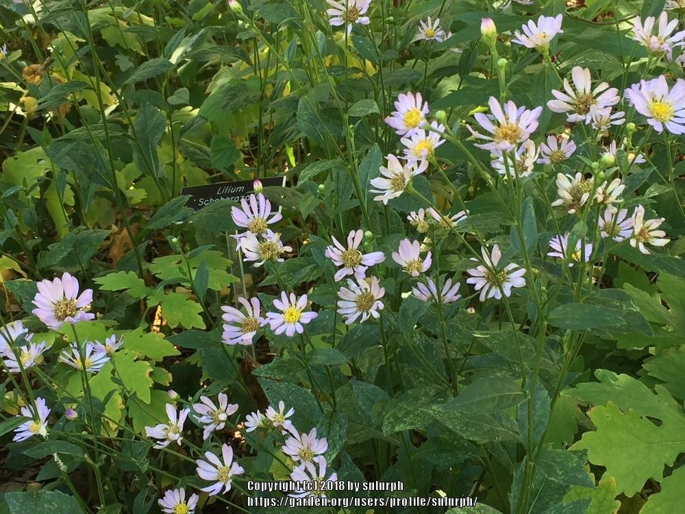Tatarian Aster (Aster tataricus 'Blue Lake') in the Asters Database ...