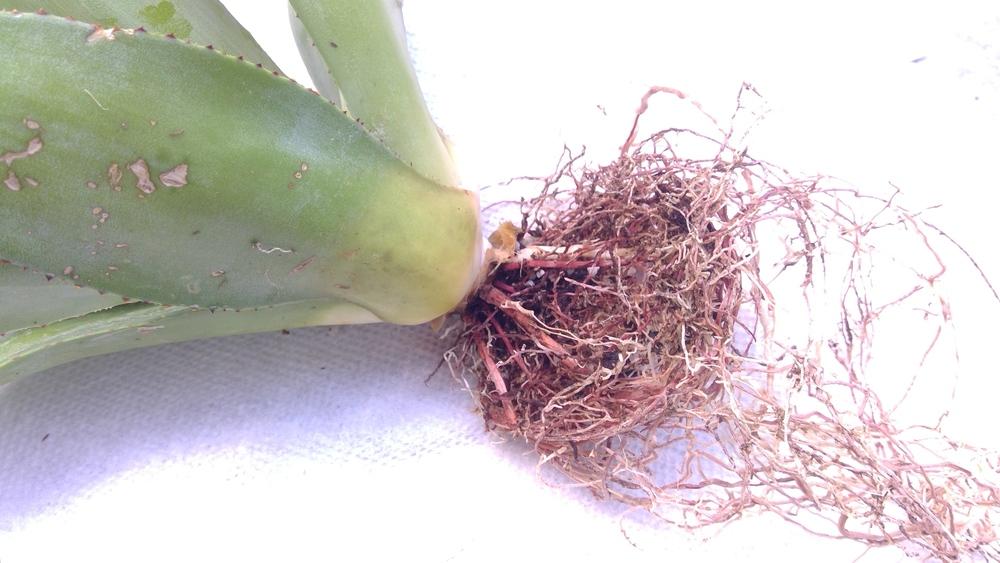 Root rot on agave plant? in the Cactus and Succulents forum - Garden.org