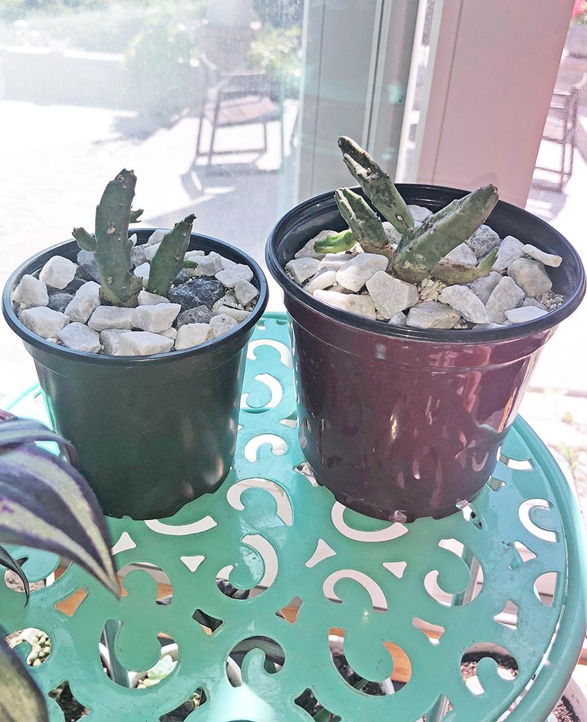 Stapelia rooting/potting ideas? in the Cactus and Succulents forum ...