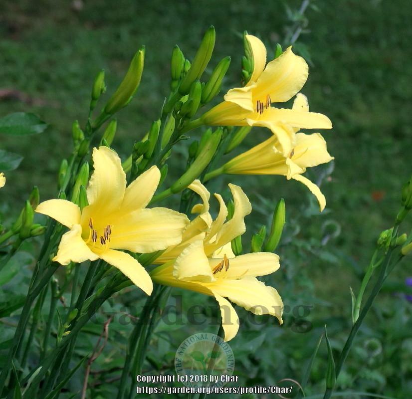 Photo of the bloom of Daylily (Hemerocallis 'Hyperion') posted by Char ...