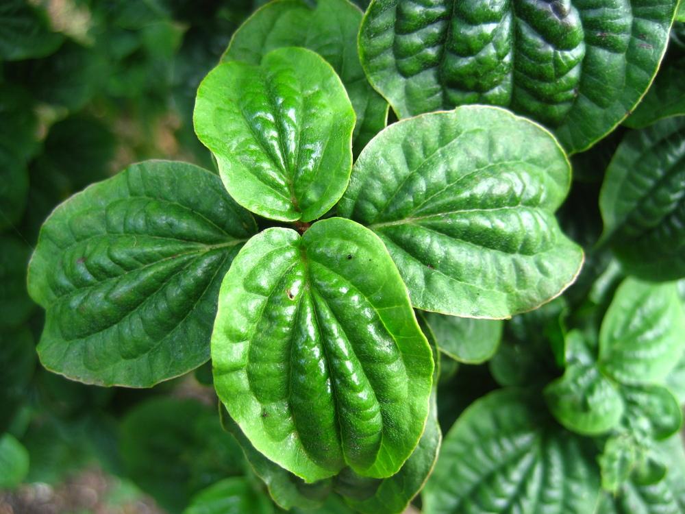 Photo of the leaves of Dogwood (Cornus sanguinea 'Compressa') posted by ...