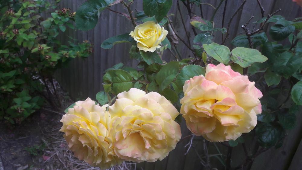 Rose identification in the Roses forum - Garden.org