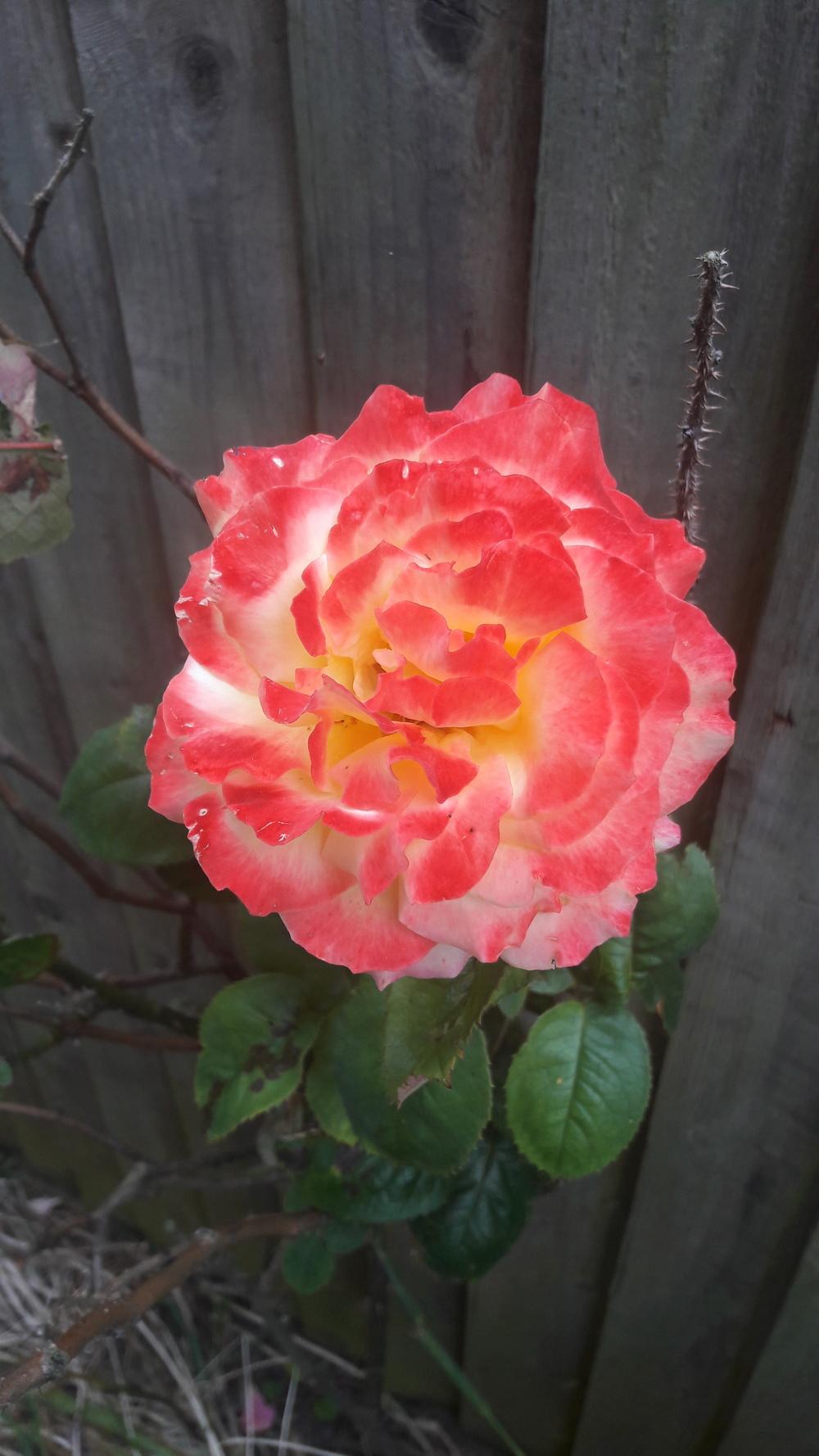 Rose identification in the Roses forum - Garden.org