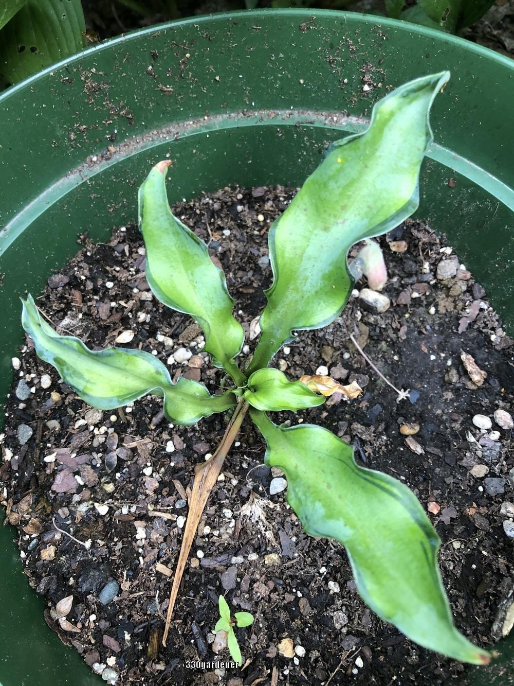Hosta 'Gravity Rocks' in the Hostas Database - Garden.org