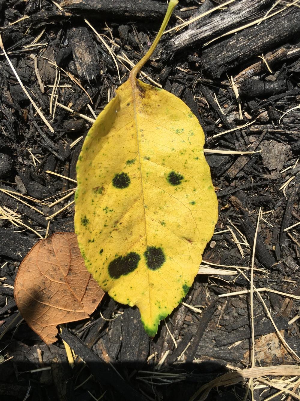 Overwatered rose? in the Roses forum - Garden.org