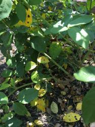 Overwatered rose? in the Roses forum - Garden.org