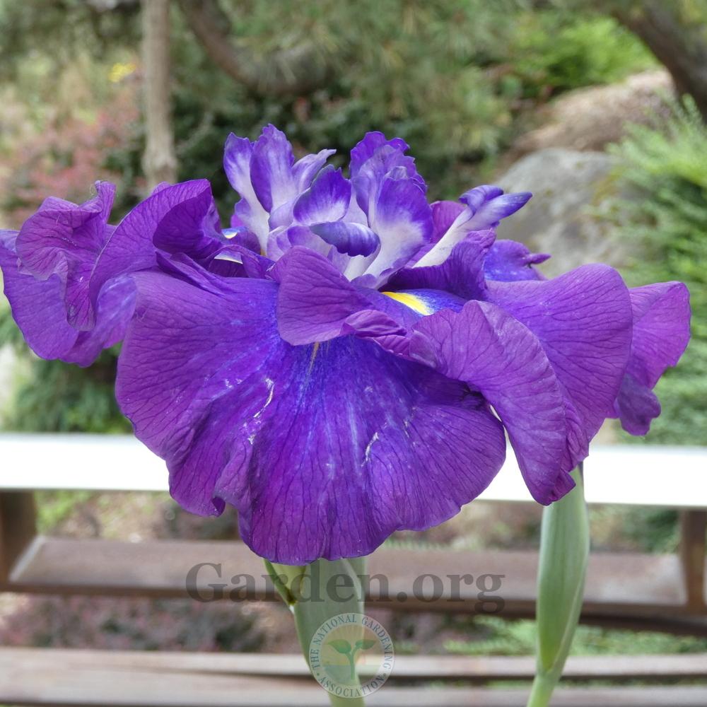 Japanese Iris (Iris ensata 'Raspberry Glow') in the Irises Database ...