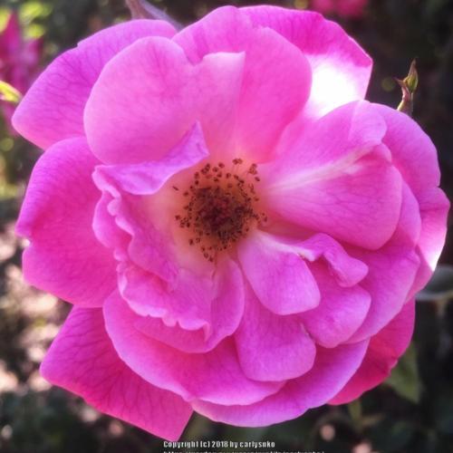 Rose (Rosa 'Napoleon') in the Roses Database - Garden.org