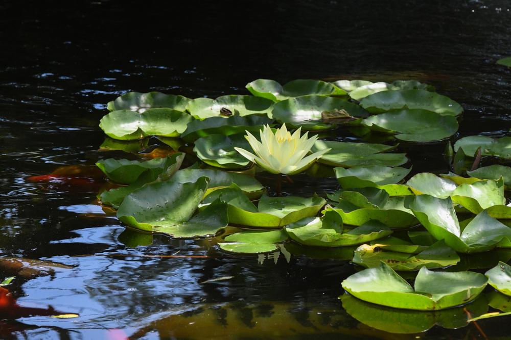 Hardy Water Lily (Nymphaea 'Texas Dawn') in the Nymphaeas Database ...