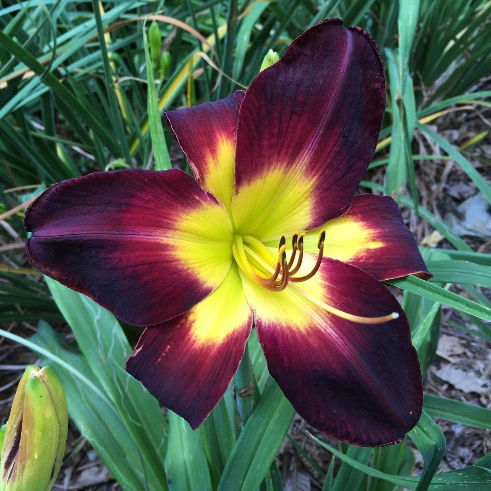 Photo of the bloom of Daylily (Hemerocallis 'Persian Ruby') posted by ...